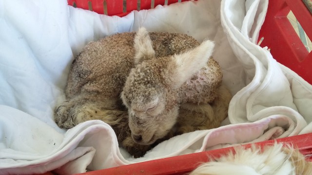 Emergency Lambs Milk Formula – mumma bear's diary of a good life